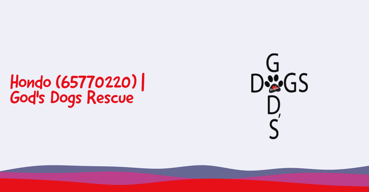 Hondo (65770220) | God's Dogs Rescue
