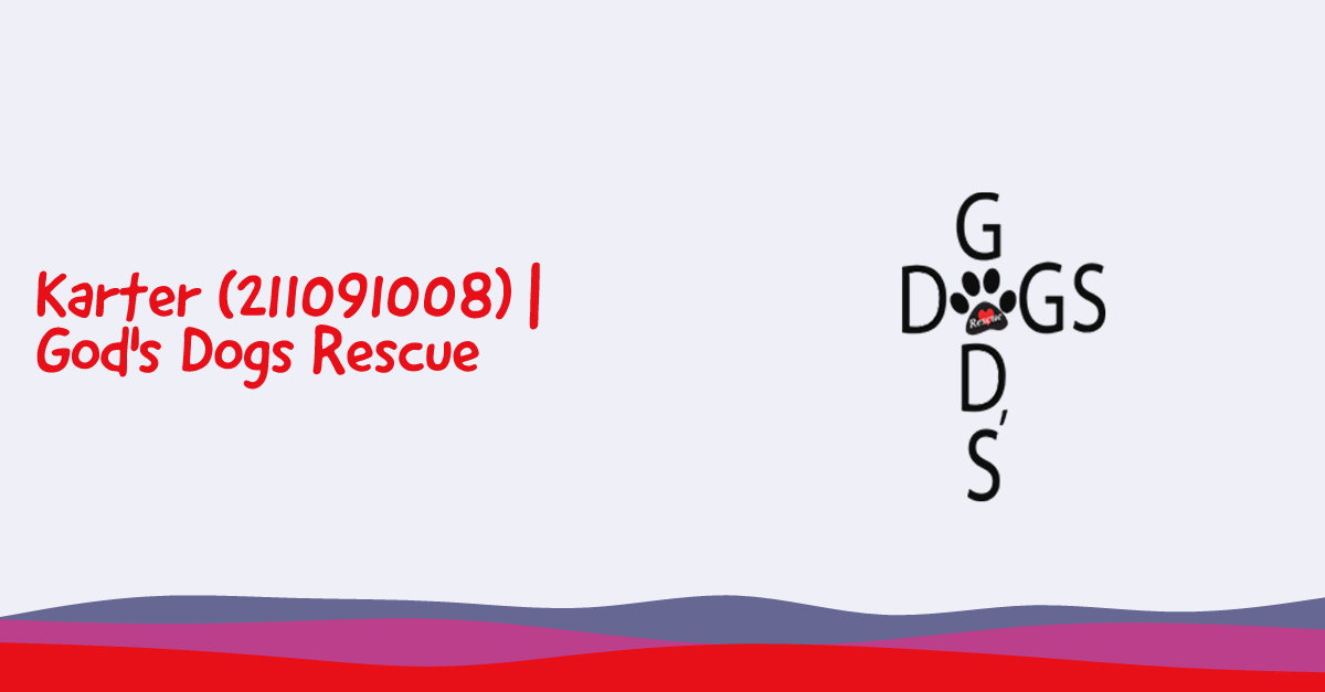 Karter (211091008) | God's Dogs Rescue