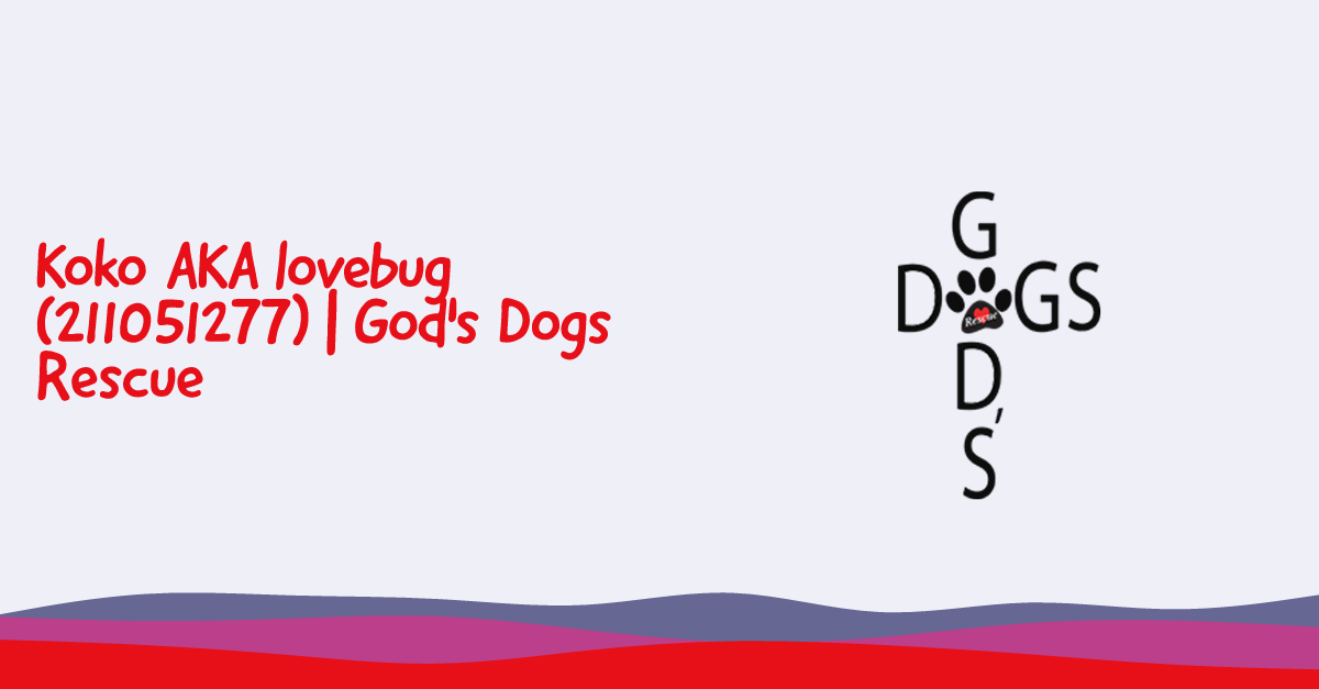 Koko AKA lovebug (211051277) | God's Dogs Rescue