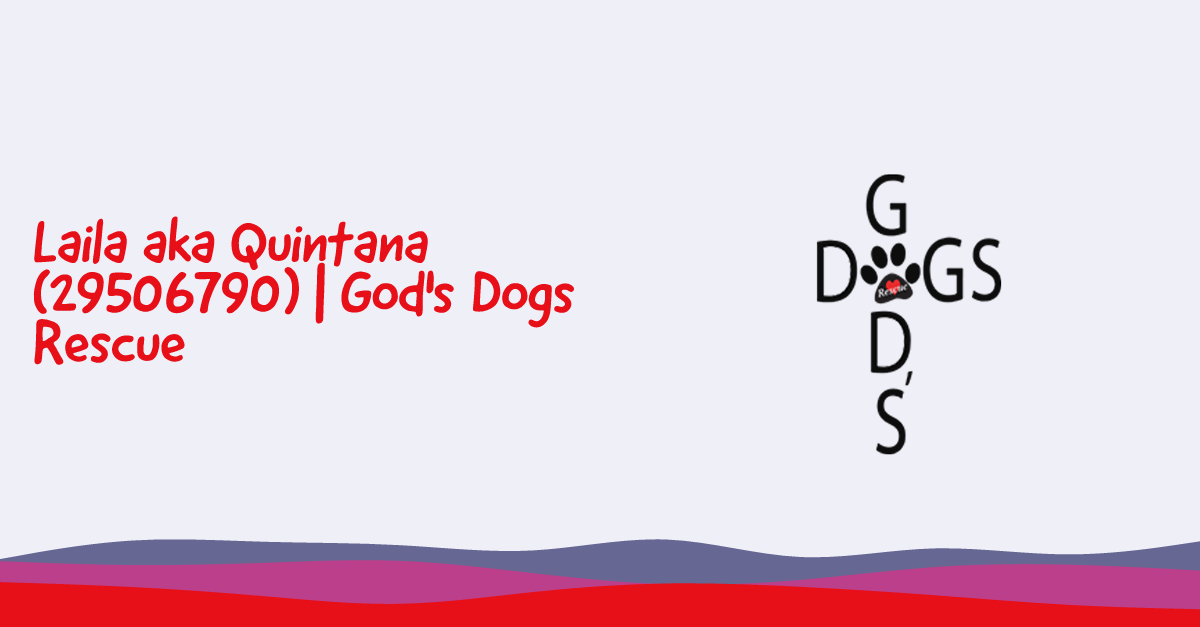 Laila aka Quintana (29506790) | God's Dogs Rescue
