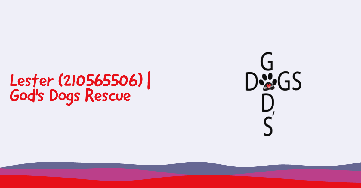 Lester (210565506) | God's Dogs Rescue