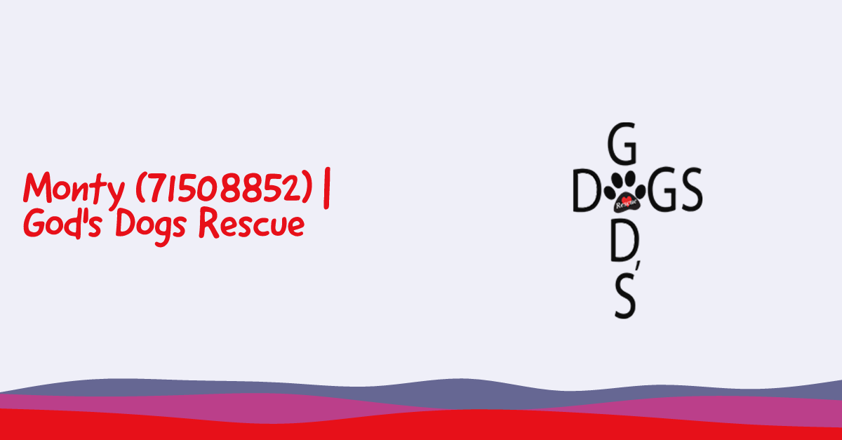 Monty (71508852) | God's Dogs Rescue