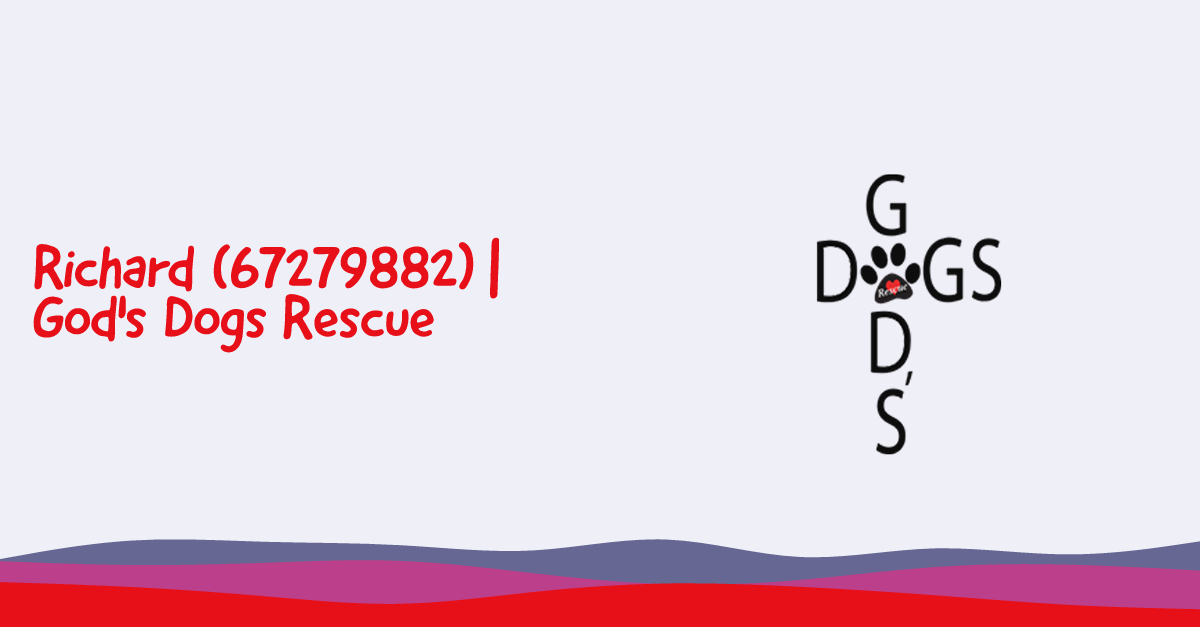Richard (67279882) | God's Dogs Rescue