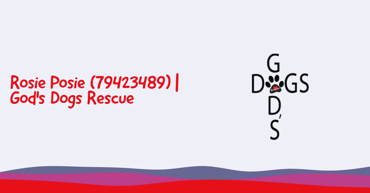 Rosie Posie (79423489) | God's Dogs Rescue