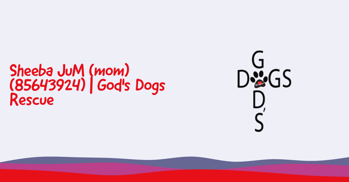 Sheeba JuM (mom) (85643924) | God's Dogs Rescue