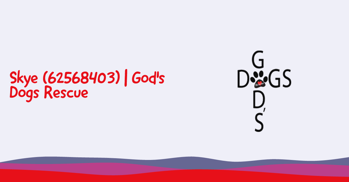 Skye (62568403) | God's Dogs Rescue