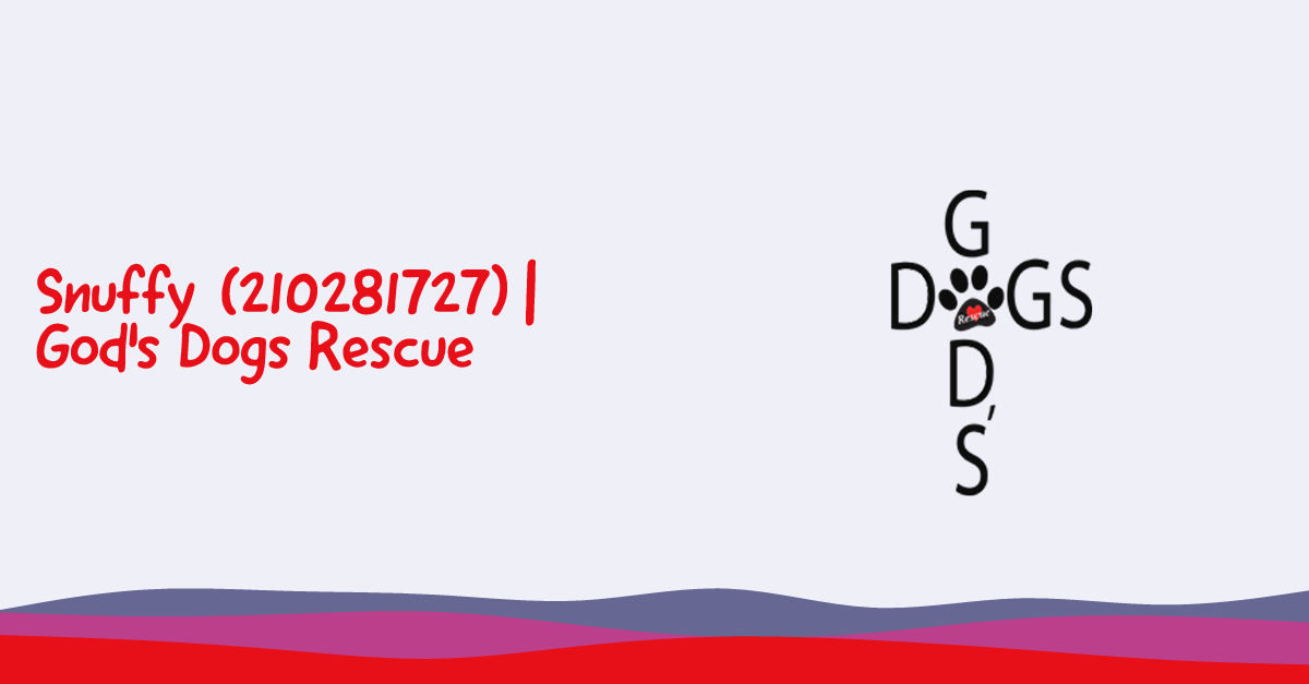 Snuffy (210281727) | God's Dogs Rescue