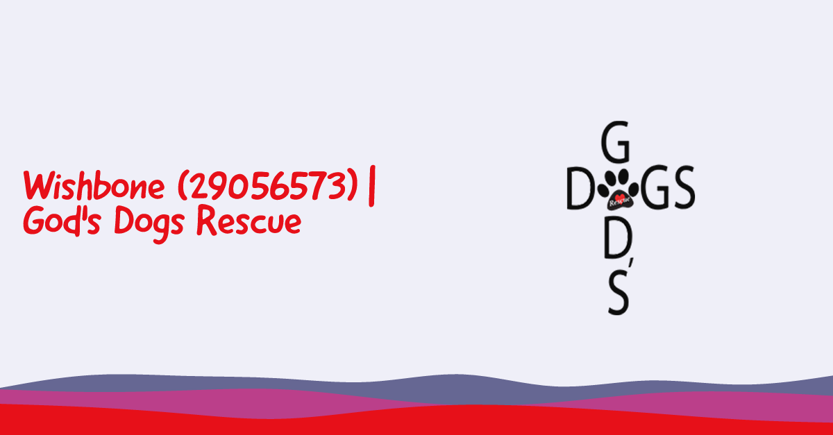 Wishbone (29056573) | God's Dogs Rescue